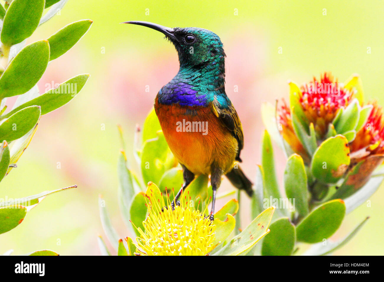 The iconic little orange breasted sunbird Stock Photo - Alamy