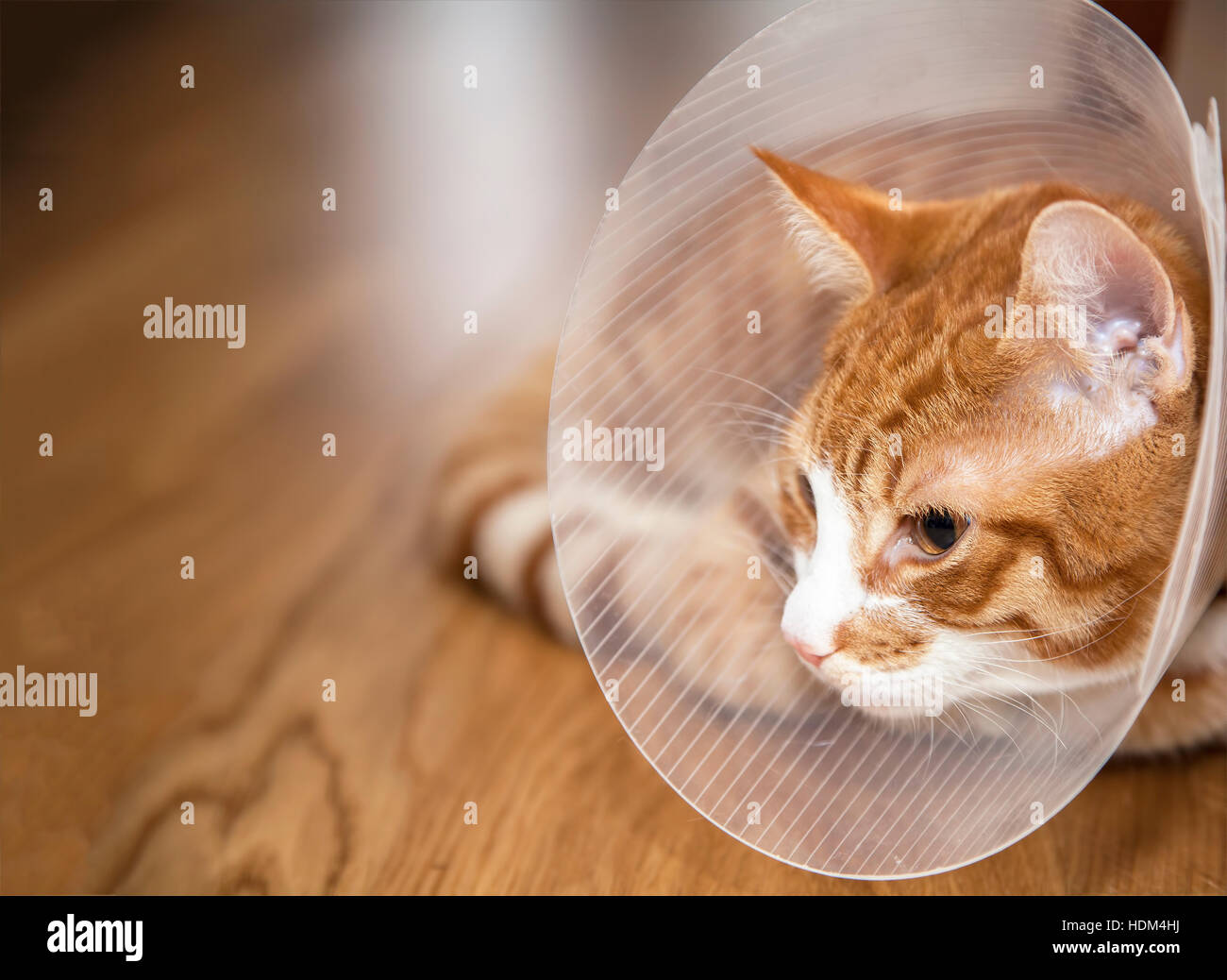 Ginger cat head and neck hi-res stock photography and images - Alamy