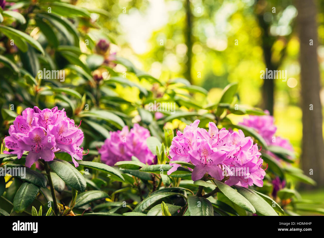 Image of a garden Rhododendron bush Stock Photo - Alamy