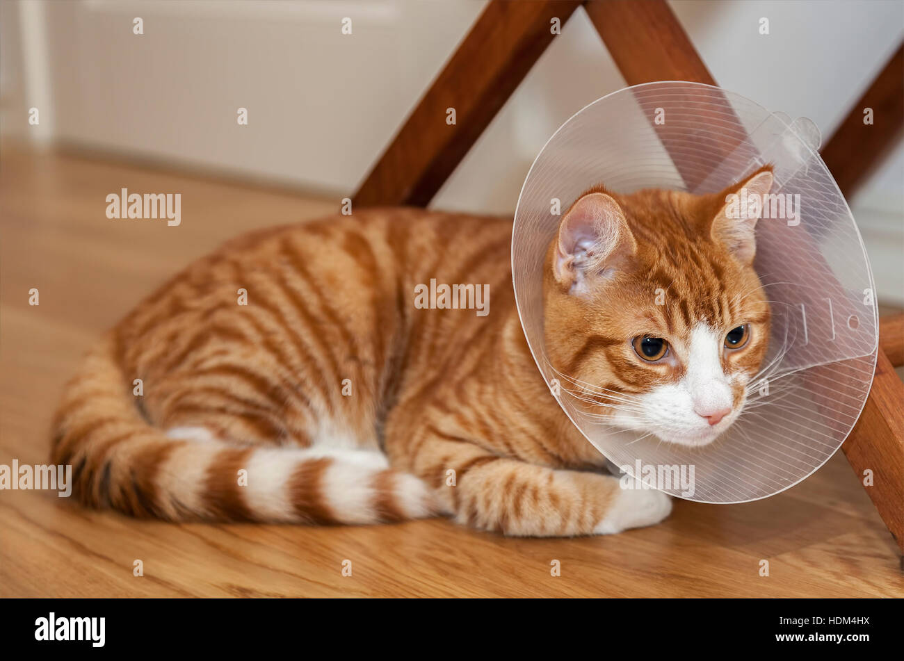 Ginger cat head and neck hi-res stock photography and images - Alamy