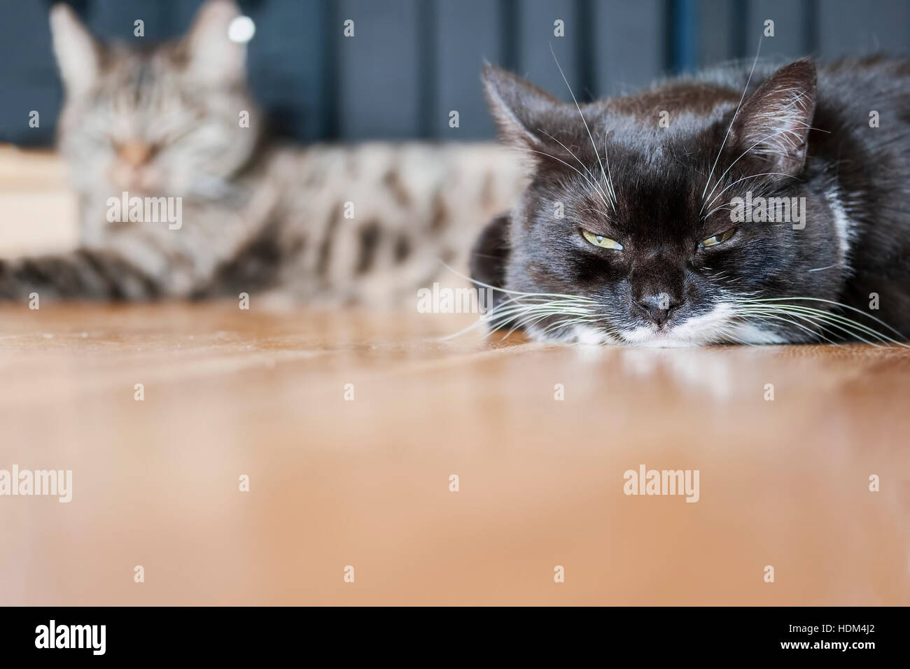 Image of black and white grumpy cat with tabby friend in background ...