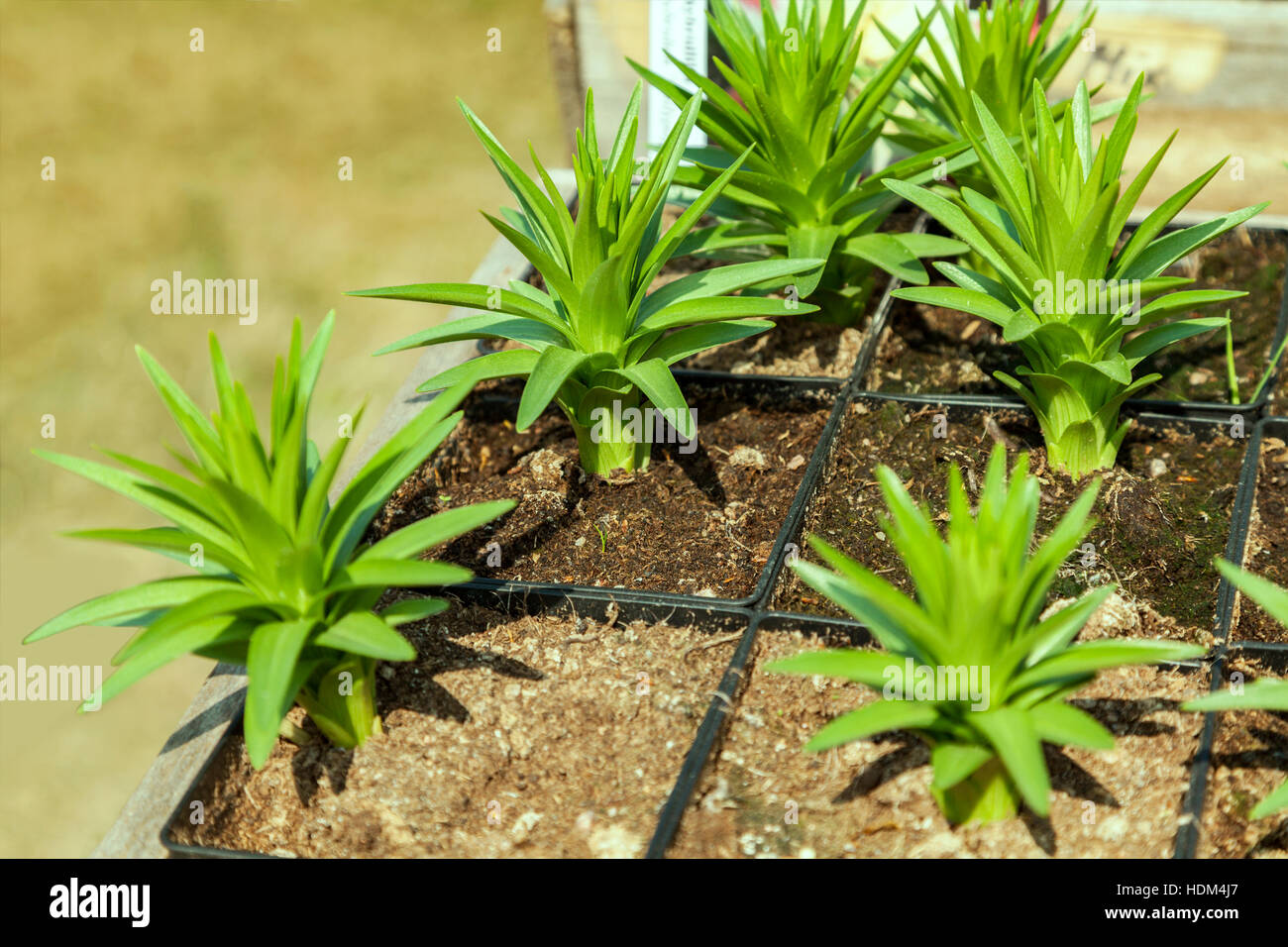 Seedling nursery hi-res stock photography and images - Alamy