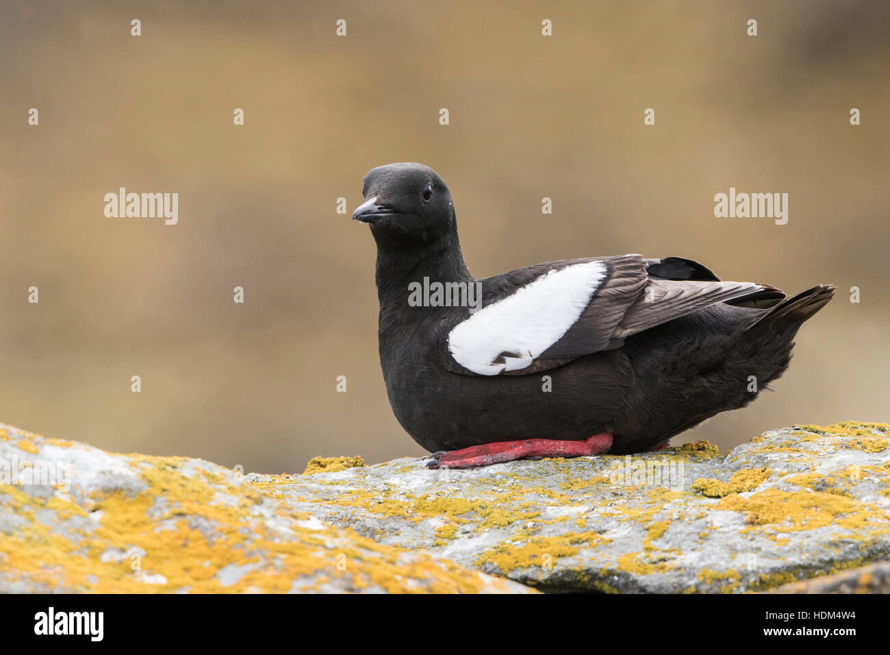 black guillemot (Cepphus grylle) adult in breeding season, Iceland ...