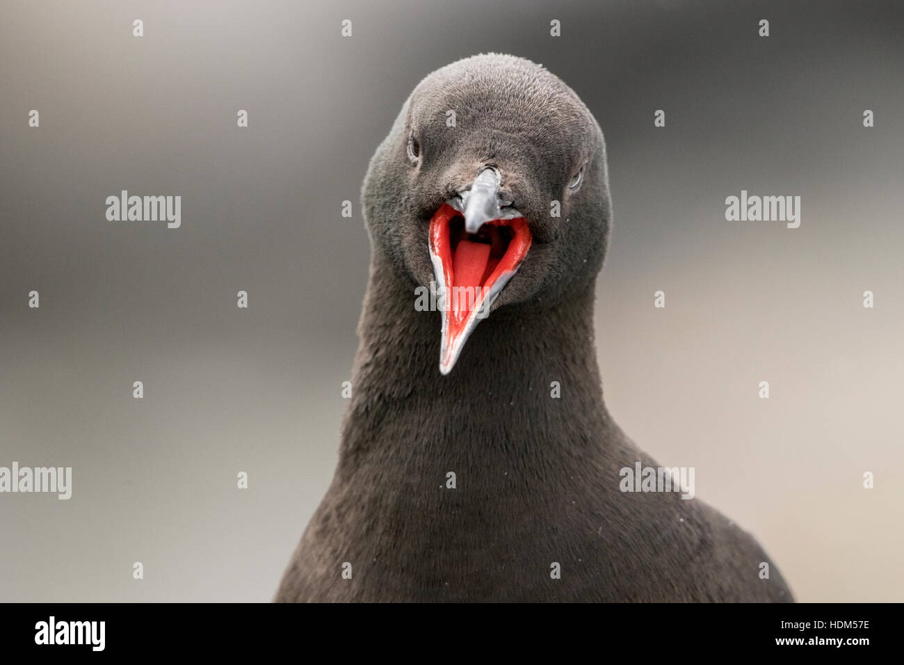 black guillemot (Cepphus grylle) adult in breeding season, Iceland ...