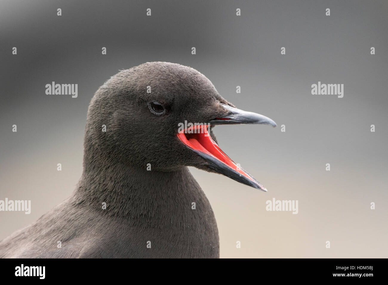 black guillemot (Cepphus grylle) adult in breeding season, Iceland ...