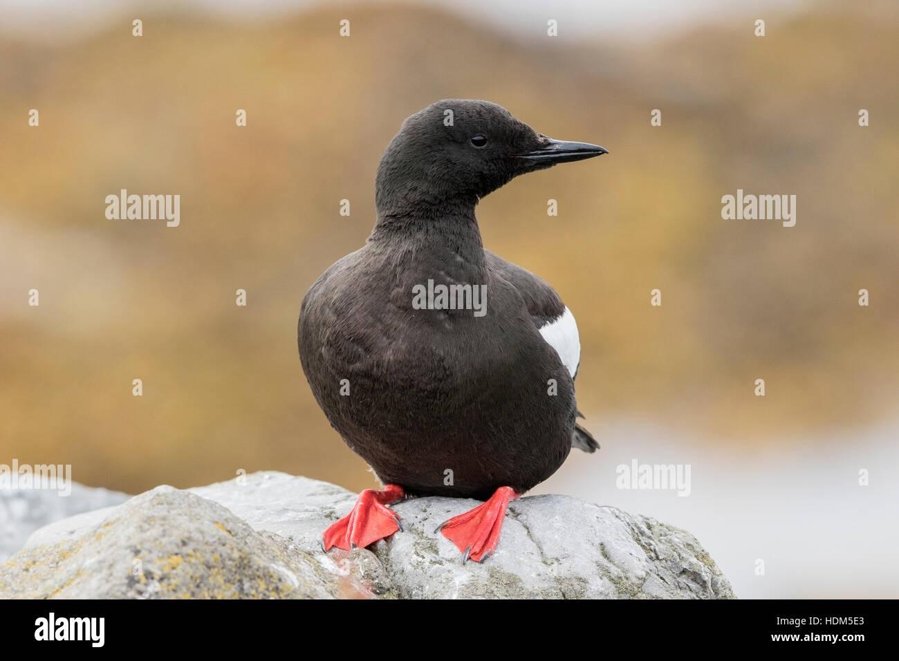 black guillemot (Cepphus grylle) adult in breeding season, Iceland ...