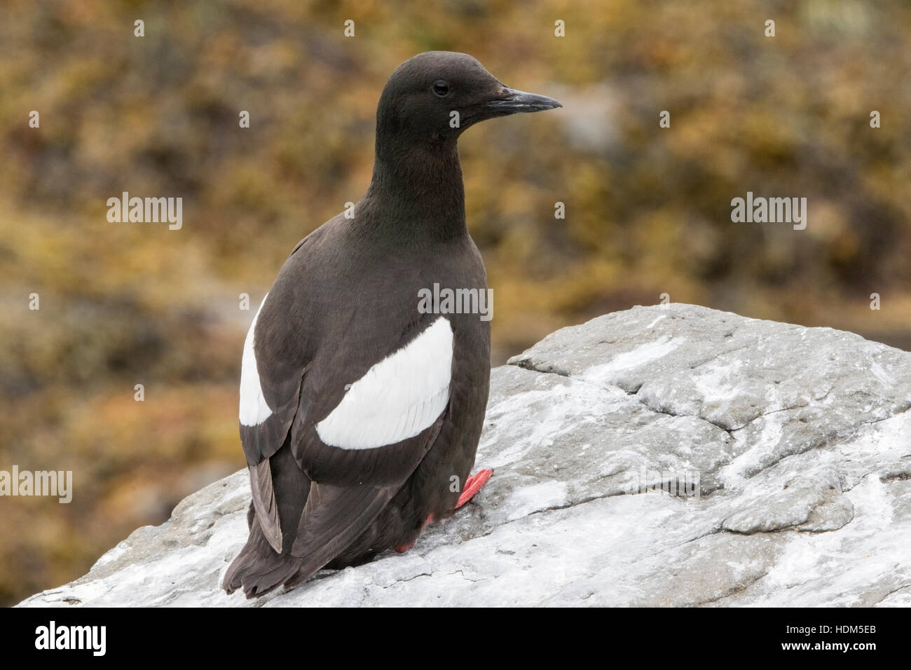 black guillemot (Cepphus grylle) adult in breeding season, Iceland ...
