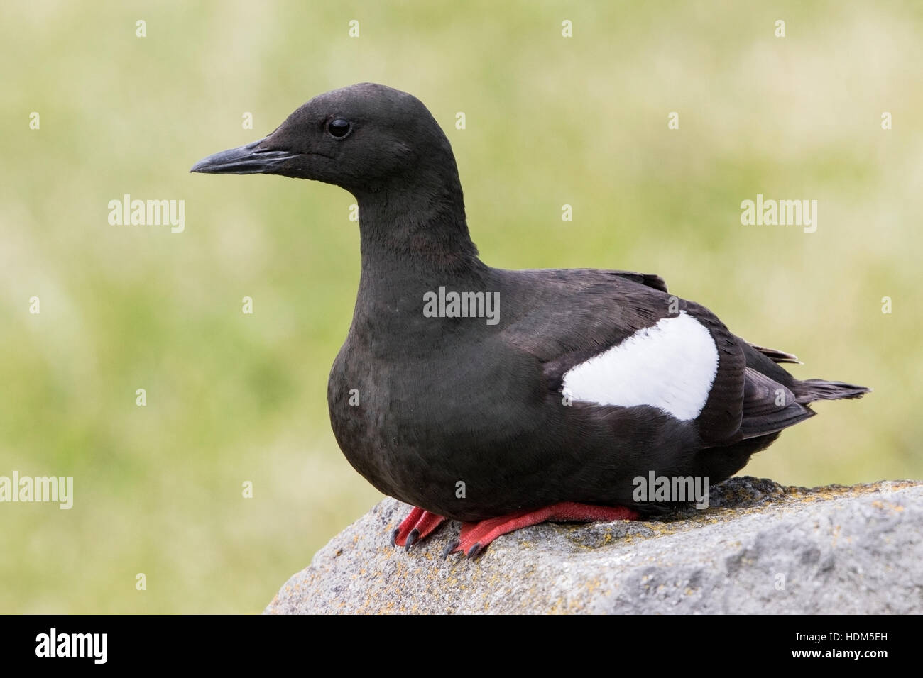 black guillemot (Cepphus grylle) adult in breeding season, Iceland ...