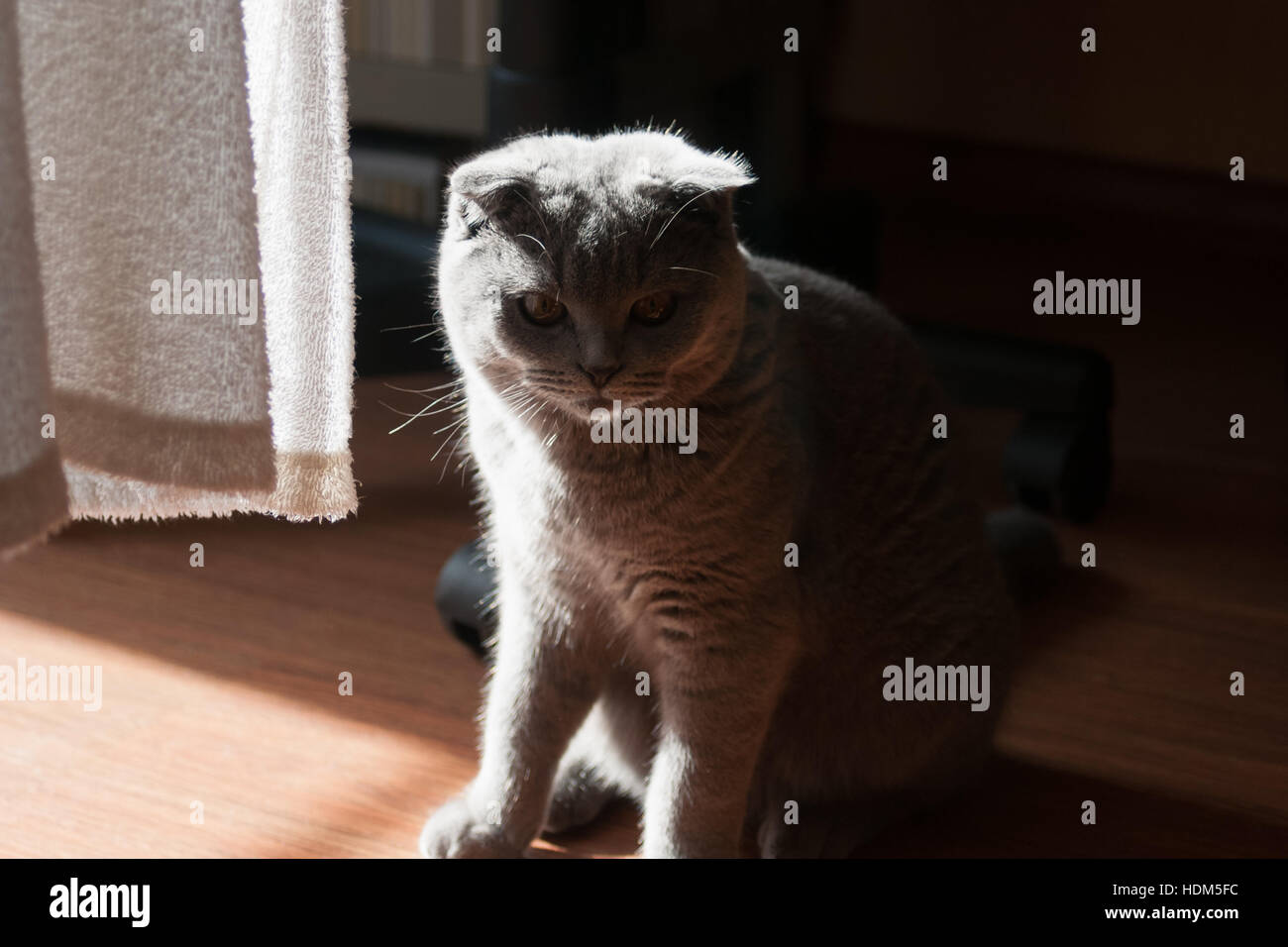Fluffy cat in the backlight Stock Photo - Alamy