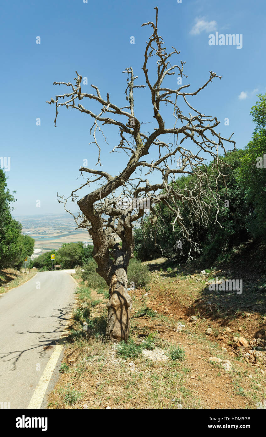 Tree and road hi-res stock photography and images - Alamy