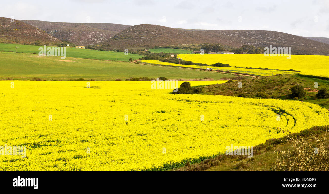 blur in south africa close up of the colza yellow field like texture ...