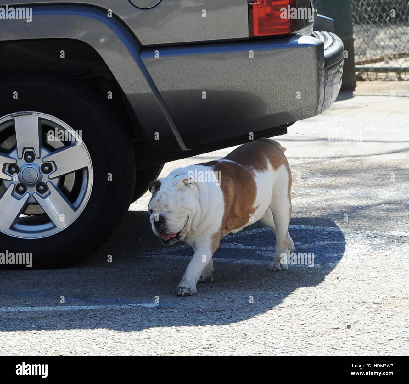 Newly weds Shia LaBeouf and Mia Goth out at a park with their bulldog ...