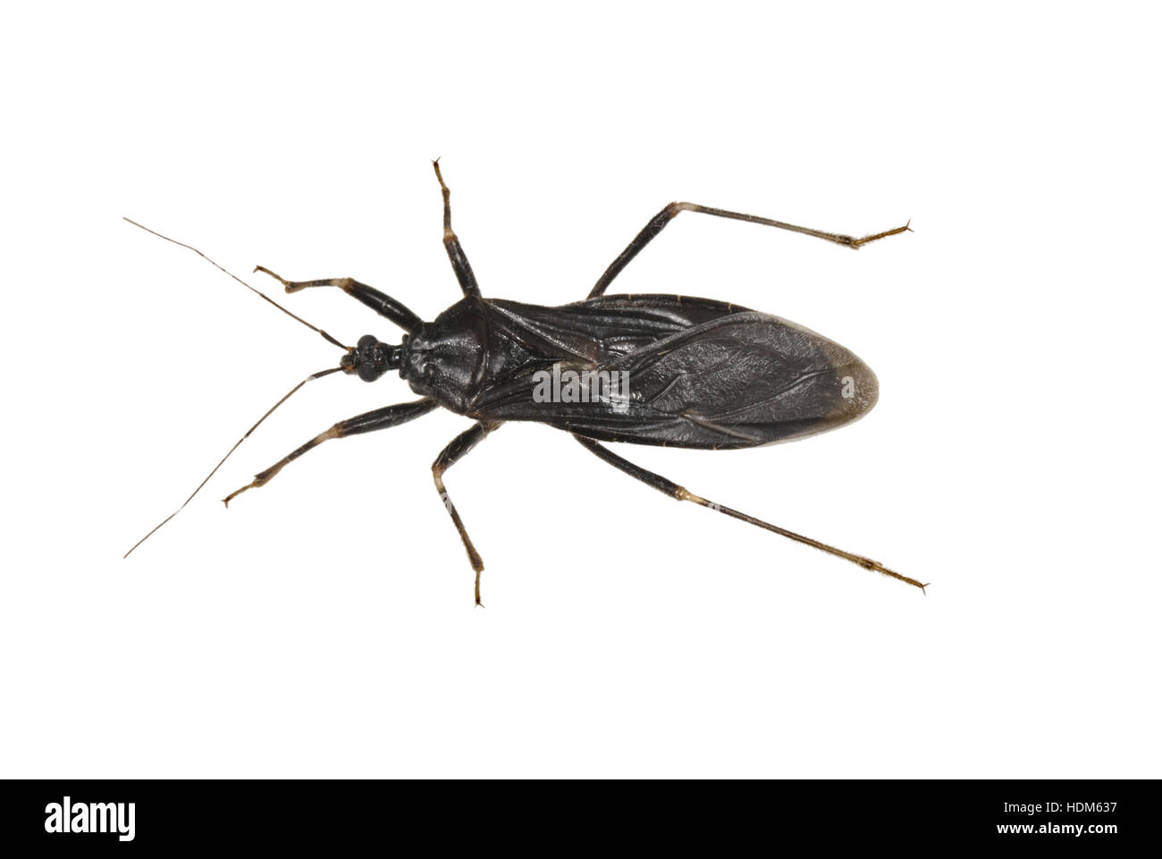 Masked Bug - Reduvius personatus - aka fly bug, flybug, assassin bug ...
