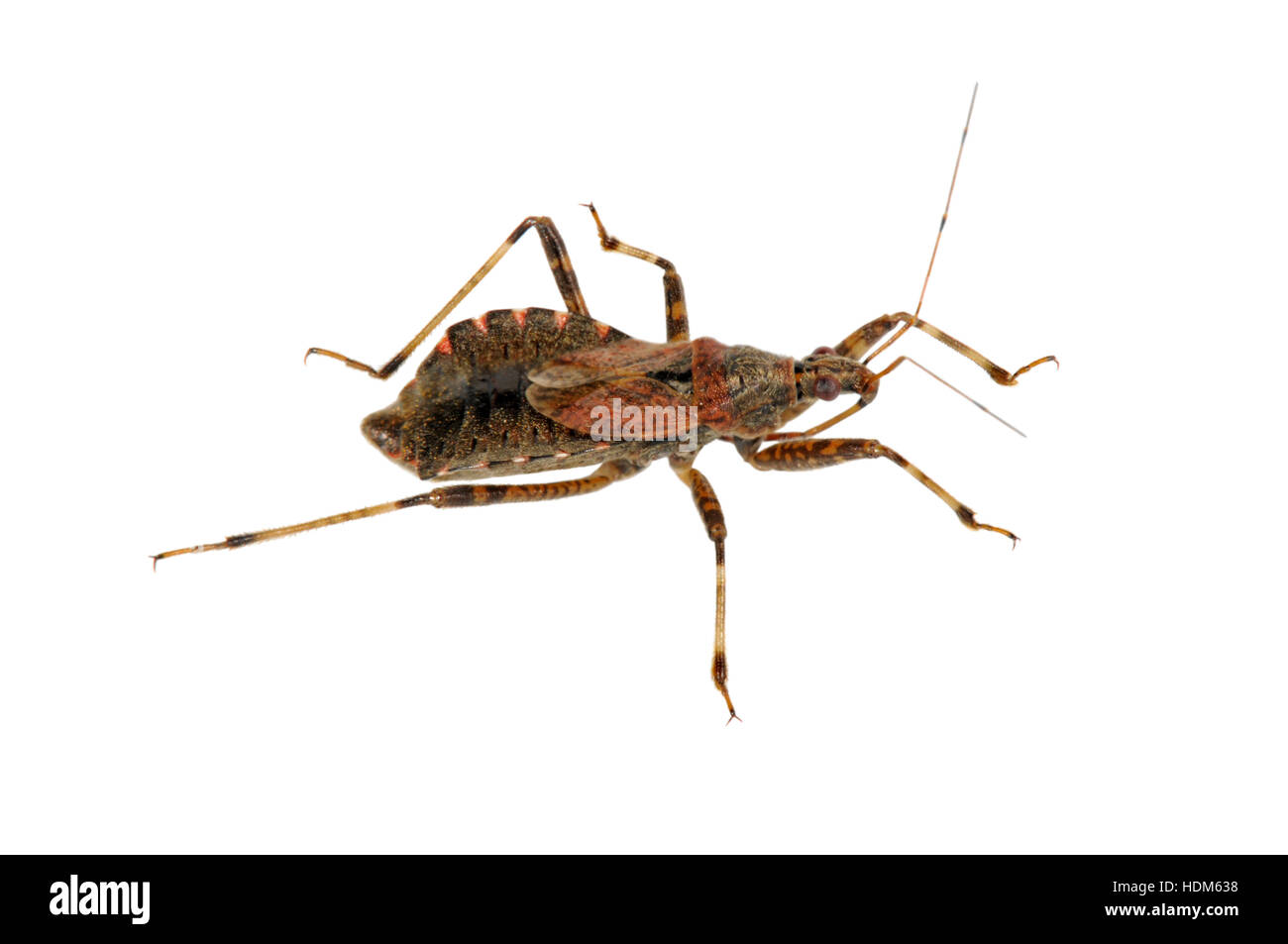 Masked Bug - Reduvius personatus Stock Photo - Alamy