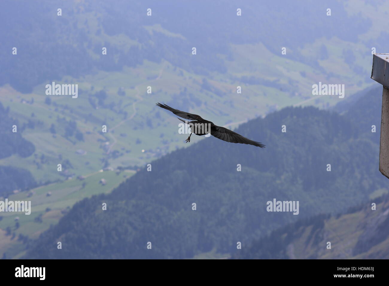 A bird flies high in the Swiss Alps at Switzerland's Säntis Mountain ...