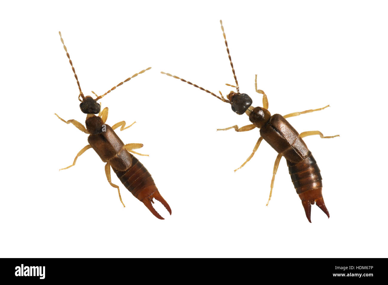 Earwig Male Female at Tammy Pough blog