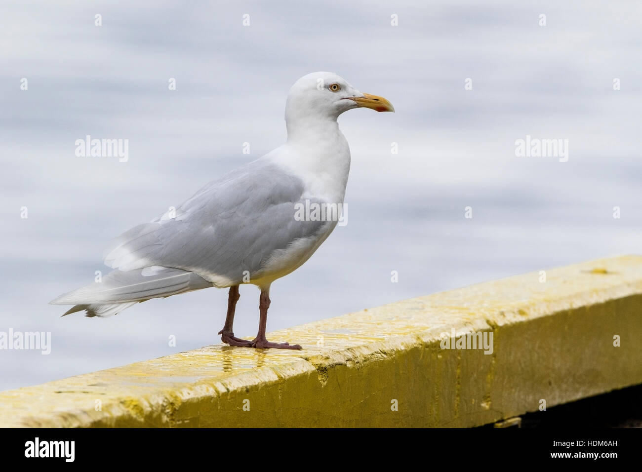 glaucous gull (Larus hyperboreus) single adult standing in harbour ...