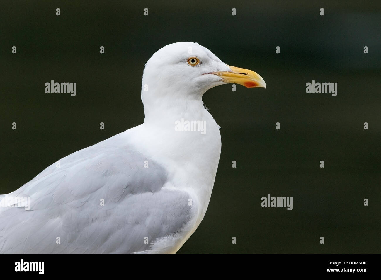 glaucous gull (Larus hyperboreus) single adult standing in harbour ...