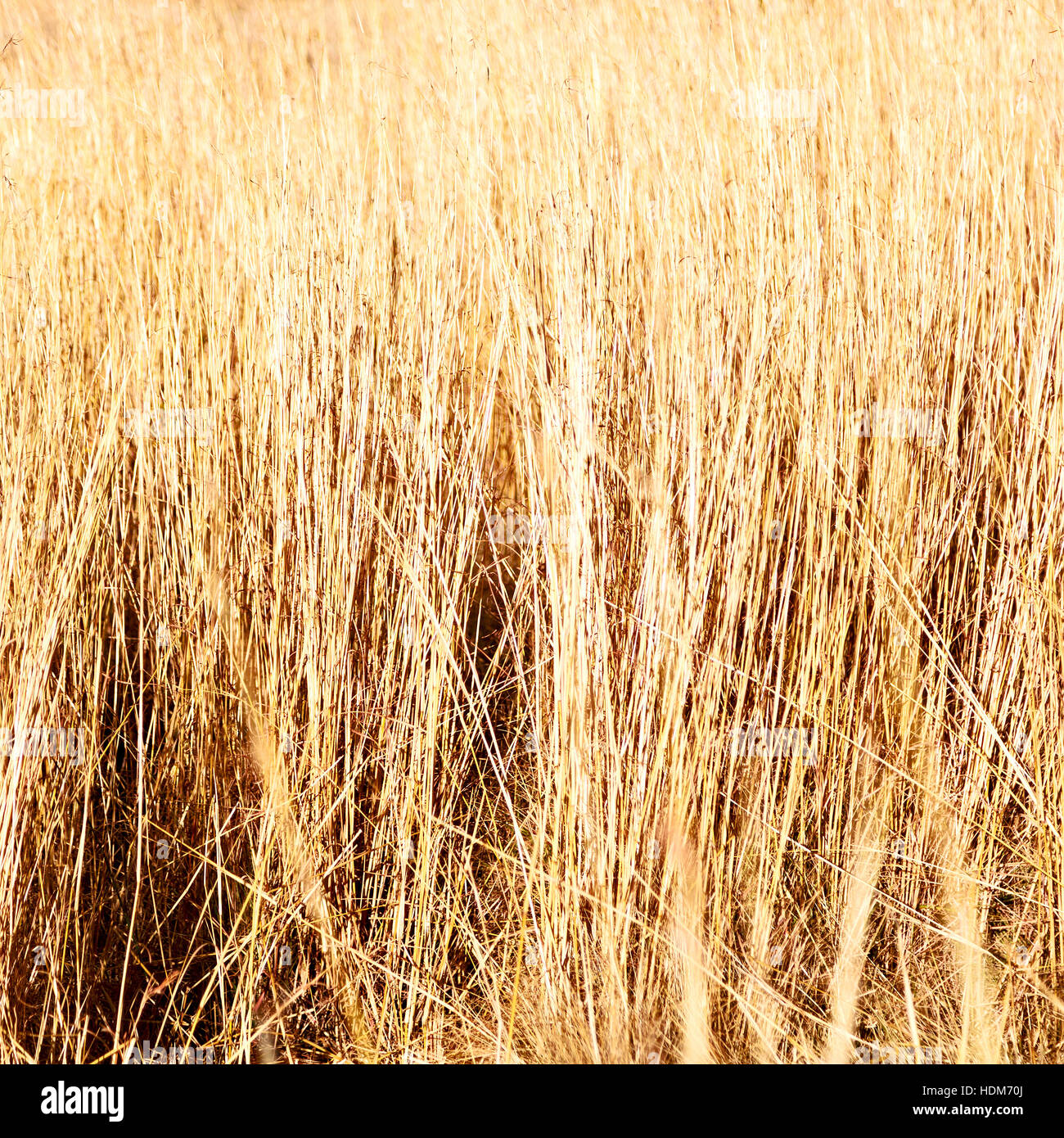 blur in south africa abstract grass like background texture Stock Photo ...