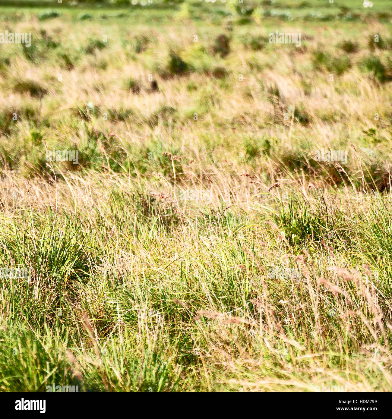 blur in south africa abstract grass like background texture Stock Photo ...