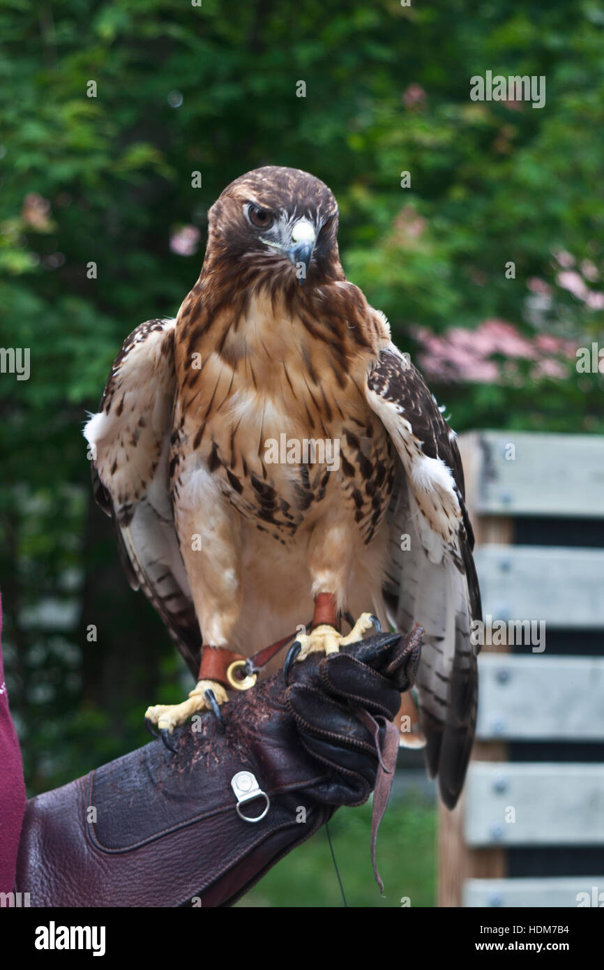 Vermont Institute of Natural Sciences, Quechee, Vermont, USA., a young ...