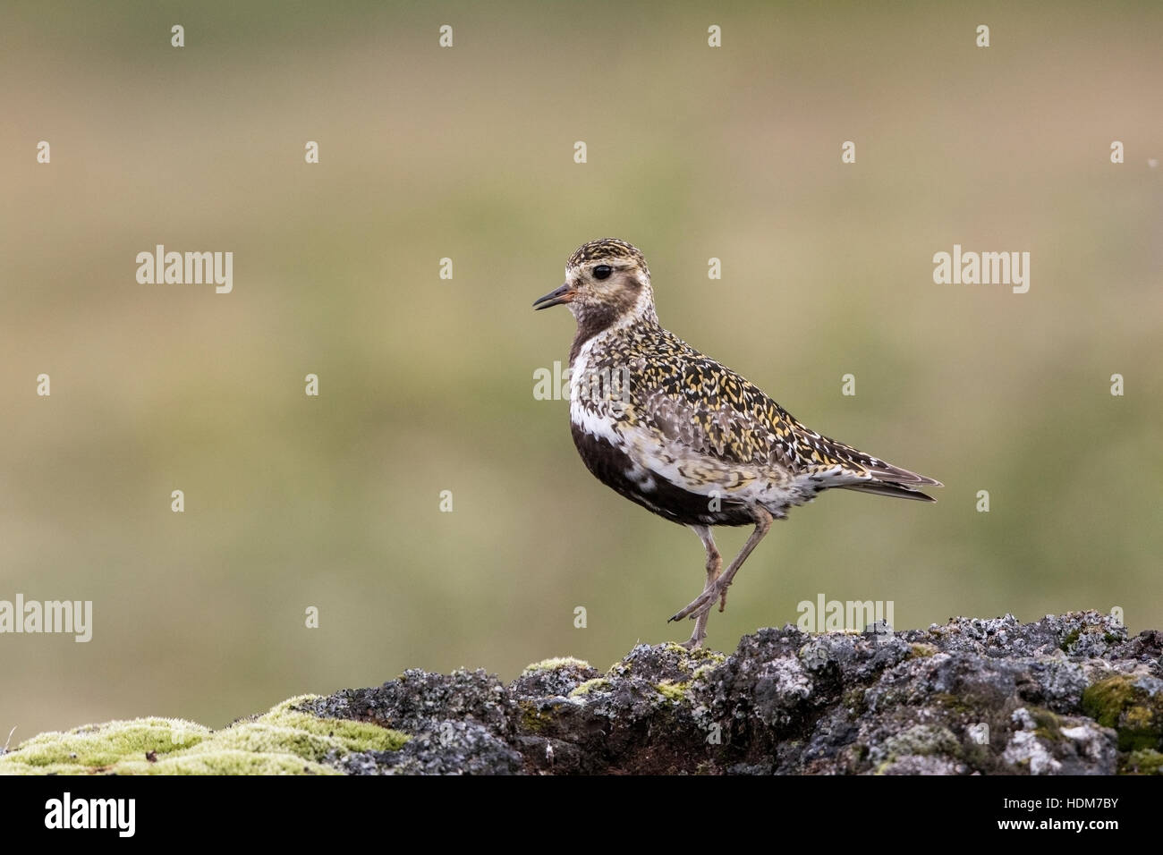 European golden plover (Pluvialis apricaria) adult in breeding plumage ...
