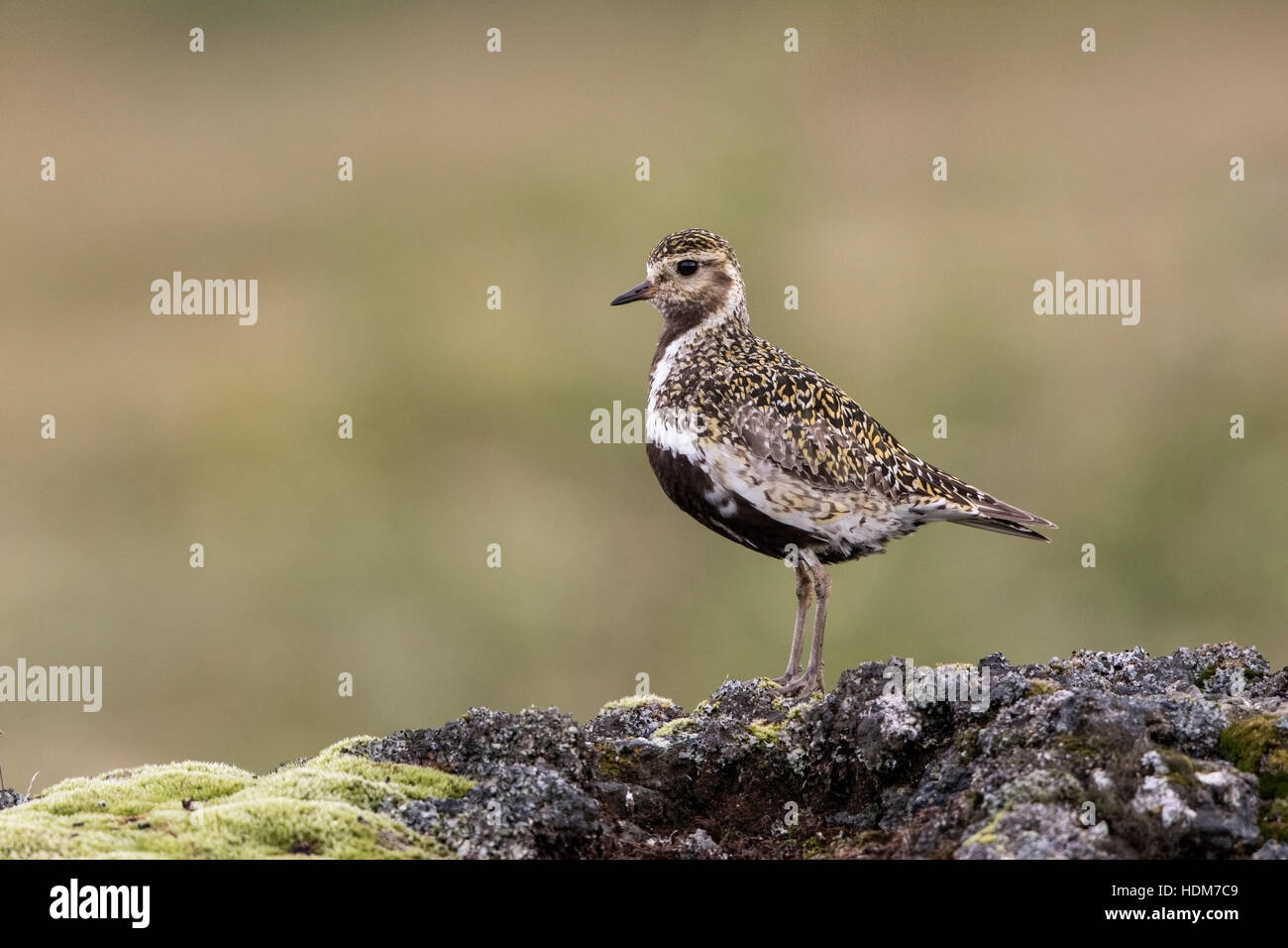 Breeds moorland hi-res stock photography and images - Alamy