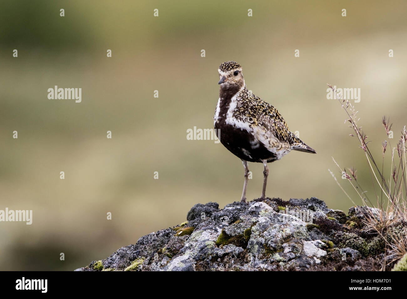 European golden plover (Pluvialis apricaria) adult in breeding plumage ...