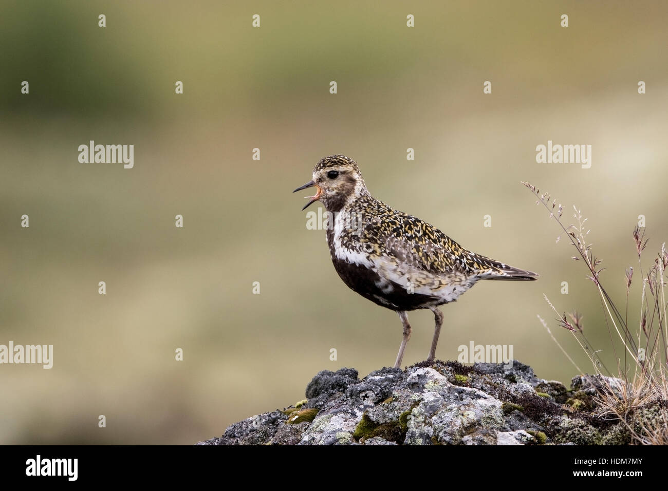 European golden plover (Pluvialis apricaria) adult in breeding plumage ...