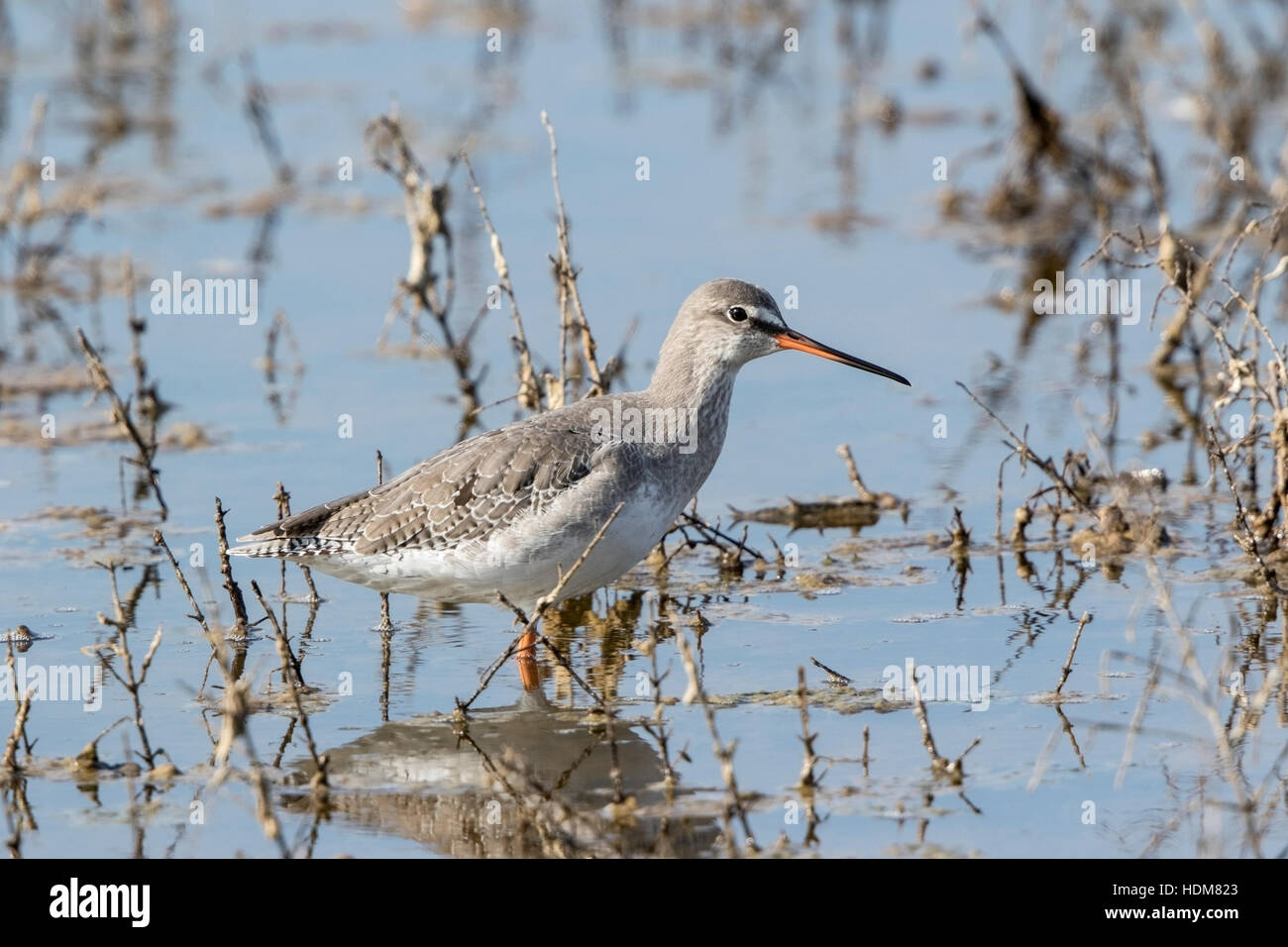 spotted redshank (Tringa erythropus) juvenile walking in shallow water ...