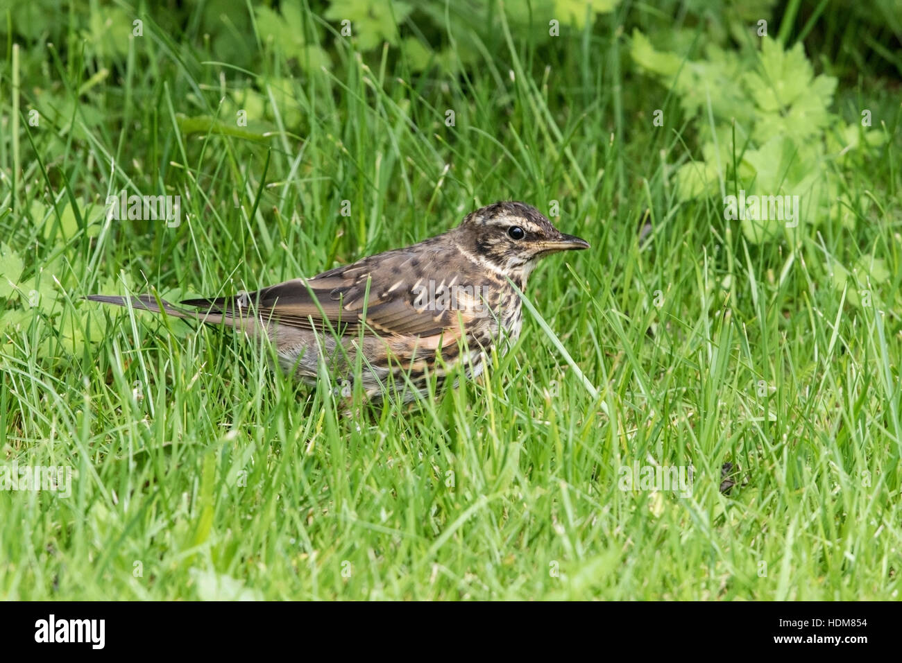 redwing thrush (Turdus iliacus) single juvenile feeding on short grass ...