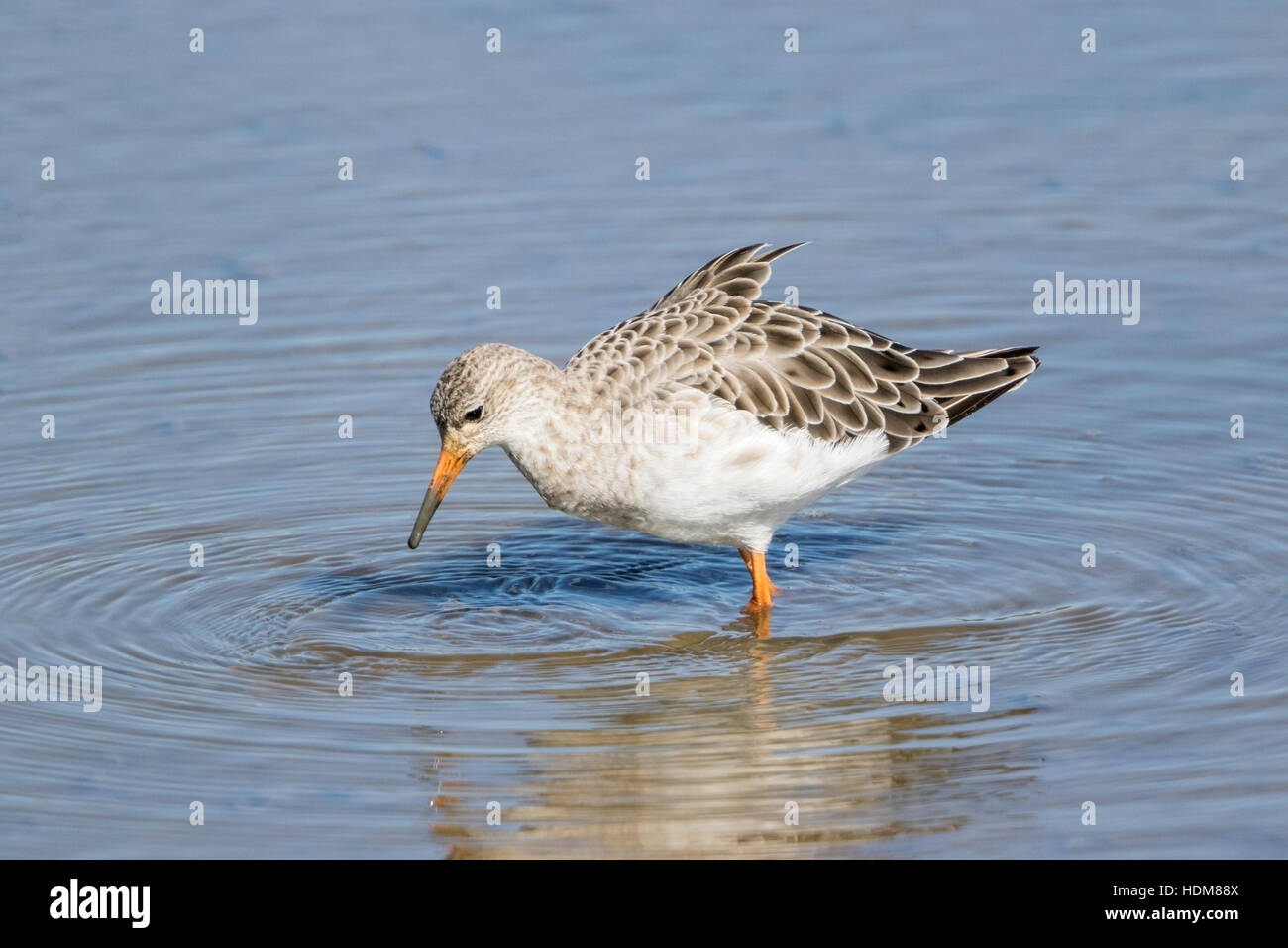 ruff (Philomachus pugnax) juvenile male feeding in shallow water ...