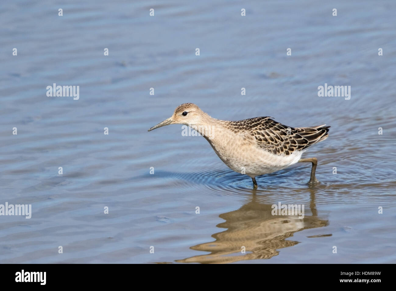 ruff or reeve (Philomachus pugnax) juvenile female feeding in shallow ...