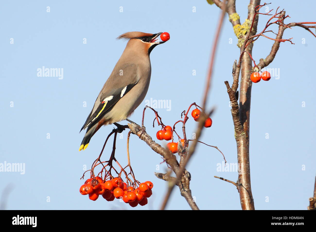 Waxwing invasion hi-res stock photography and images - Alamy