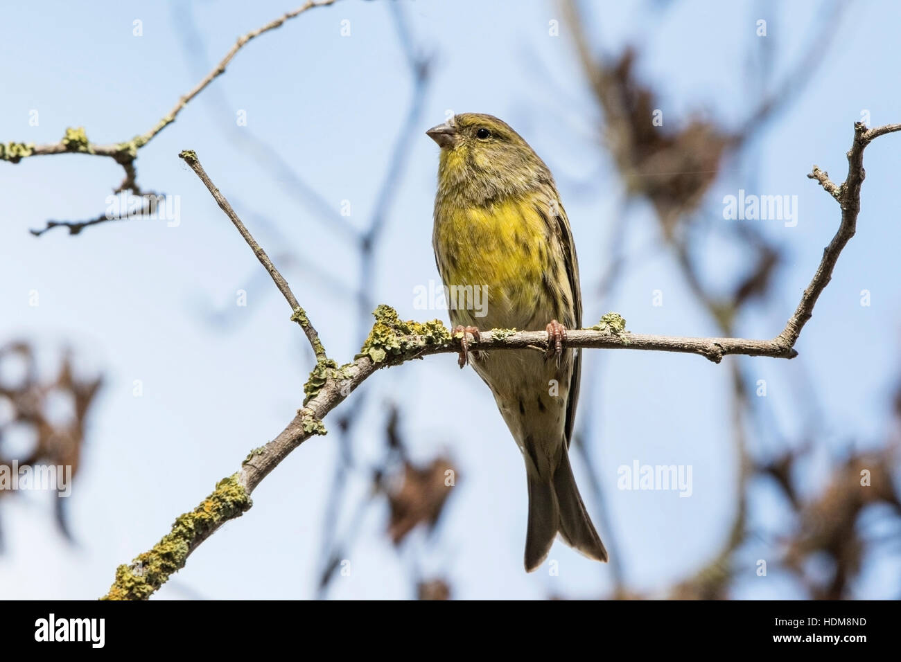 Serin finch hi-res stock photography and images - Alamy