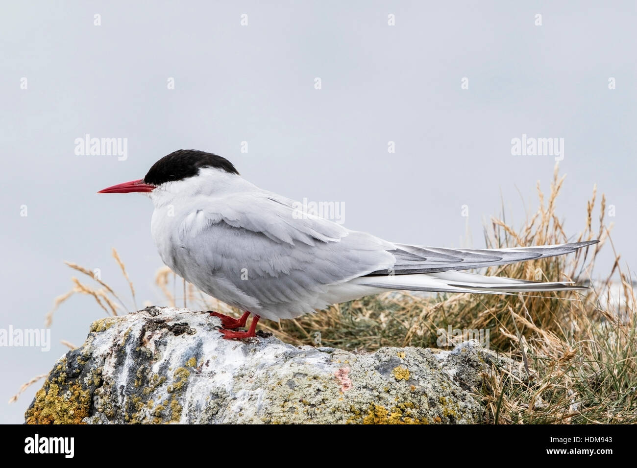 Adult animal offspring ocean hi-res stock photography and images - Alamy