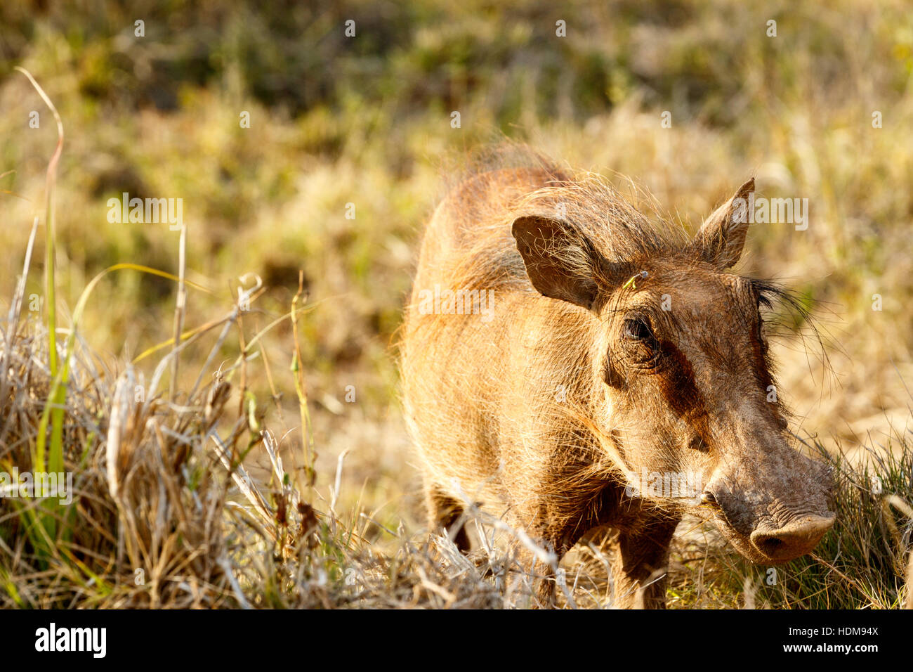 Large male warthog standing hi-res stock photography and images - Alamy