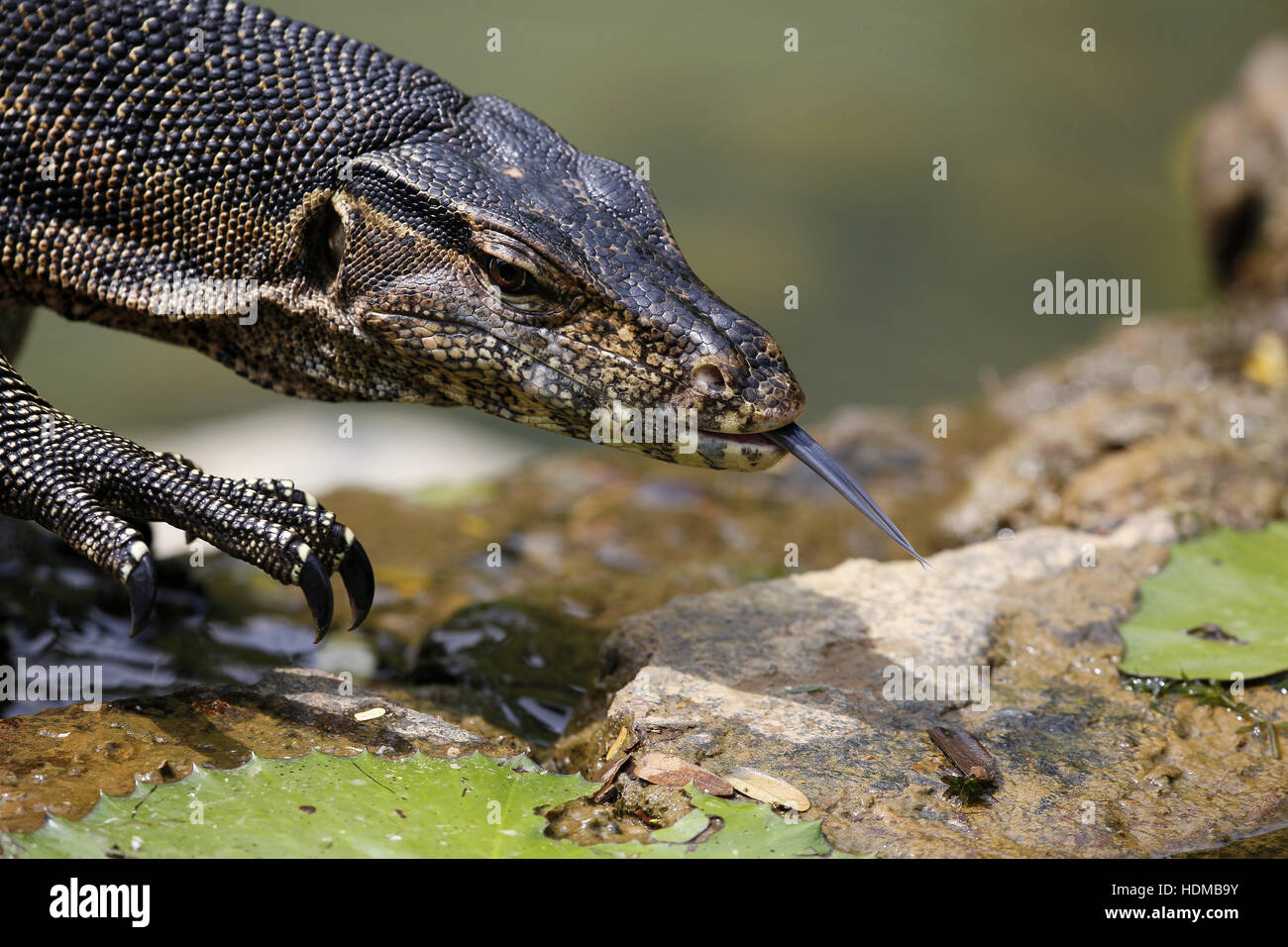 Southeast asian water monitor lizard hi-res stock photography and ...