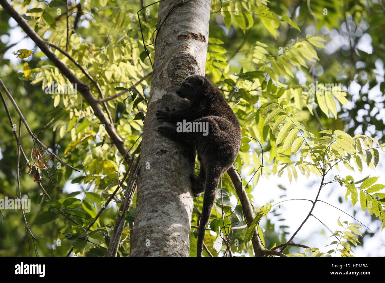 Sulawesi Bear Cuscus, Ailurops ursinus, climbing tree Stock Photo - Alamy
