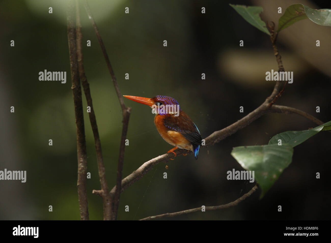 Sulawesi Dwarf Kingfisher, Ceyx fallax Stock Photo - Alamy