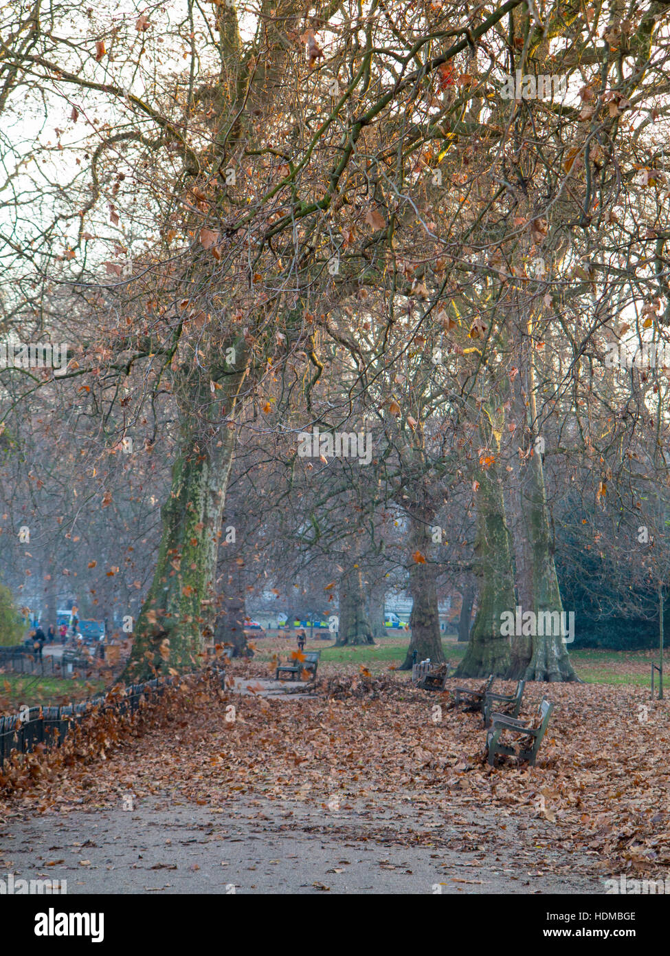 A line of trees Stock Photo - Alamy