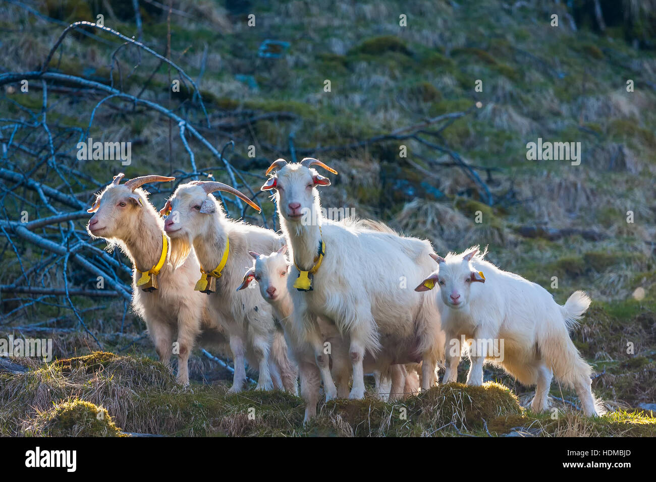 Goat farm in mountains. Norway Stock Photo - Alamy
