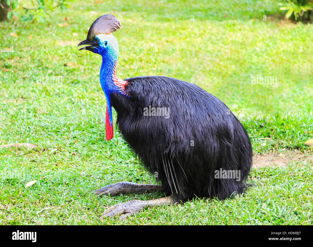 Casuarius cassowary hi-res stock photography and images - Alamy