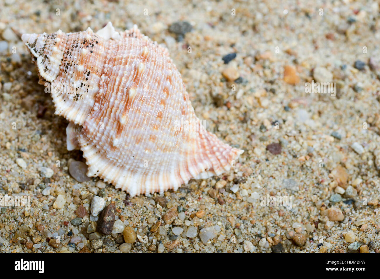 Seashell on sand in hi-res stock photography and images - Alamy
