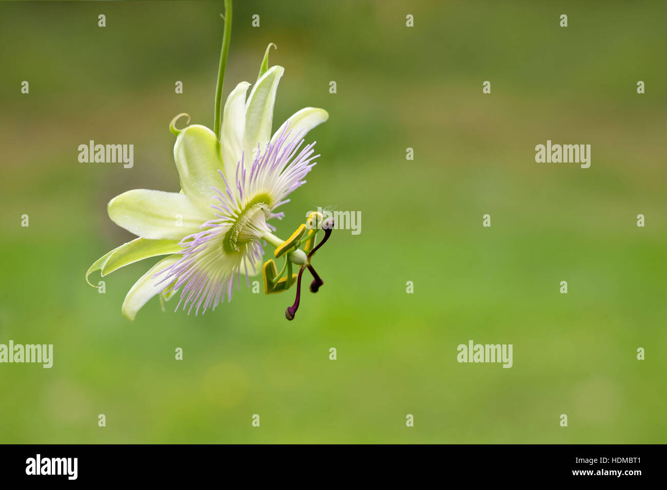 Single Flower head of the Passion Flower Stock Photo - Alamy