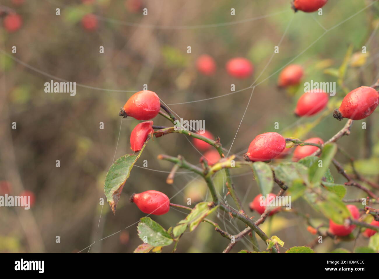 Briar fruit hi-res stock photography and images - Alamy