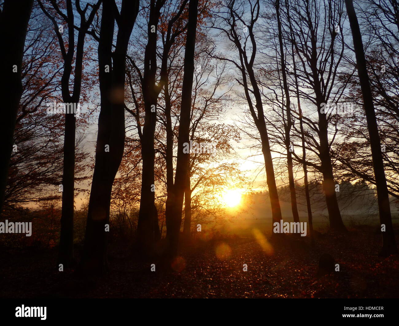 Setting sun viewed through beech forest Stock Photo - Alamy