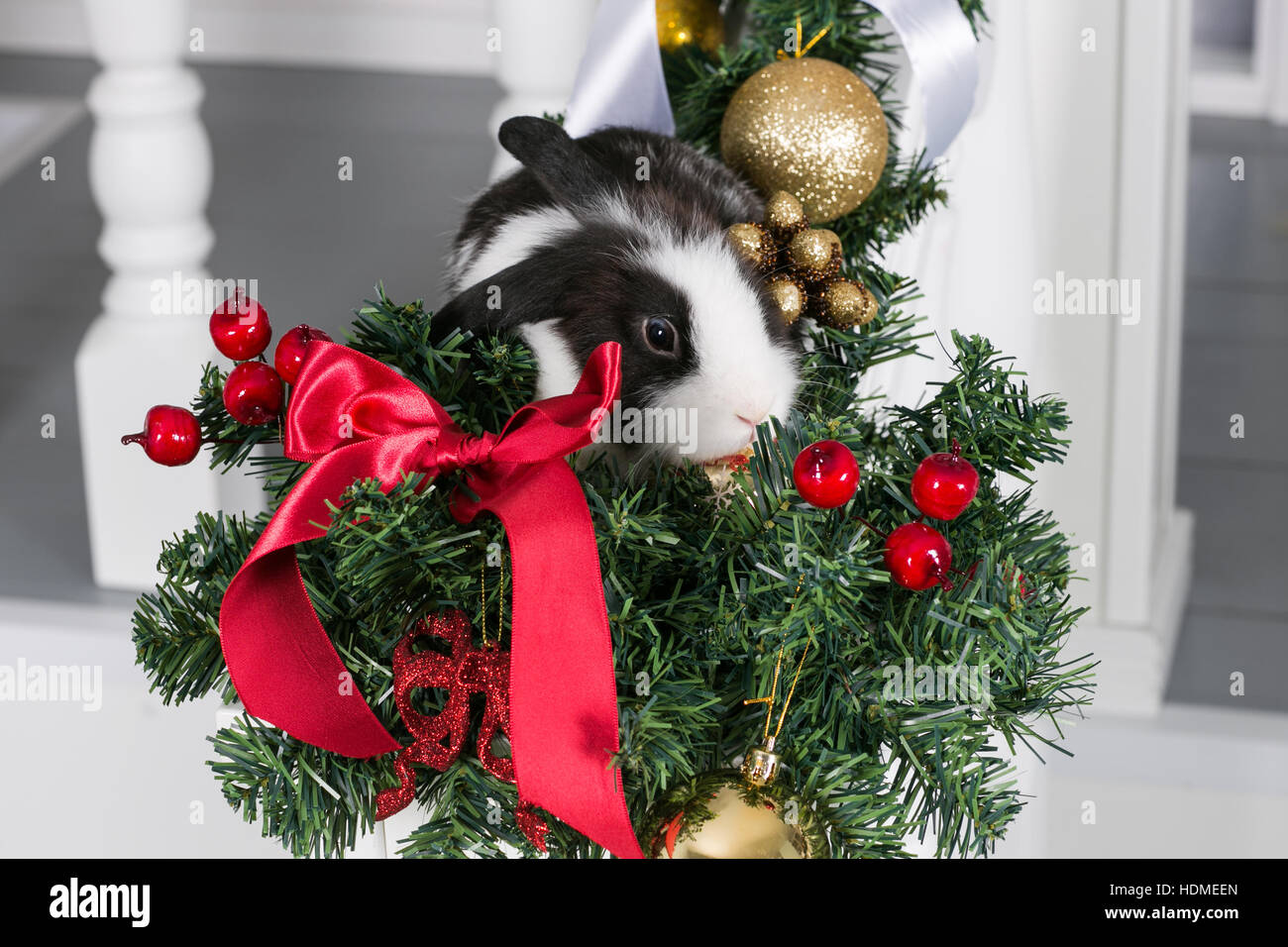 little rabbit sits under the Christmas tree Stock Photo - Alamy
