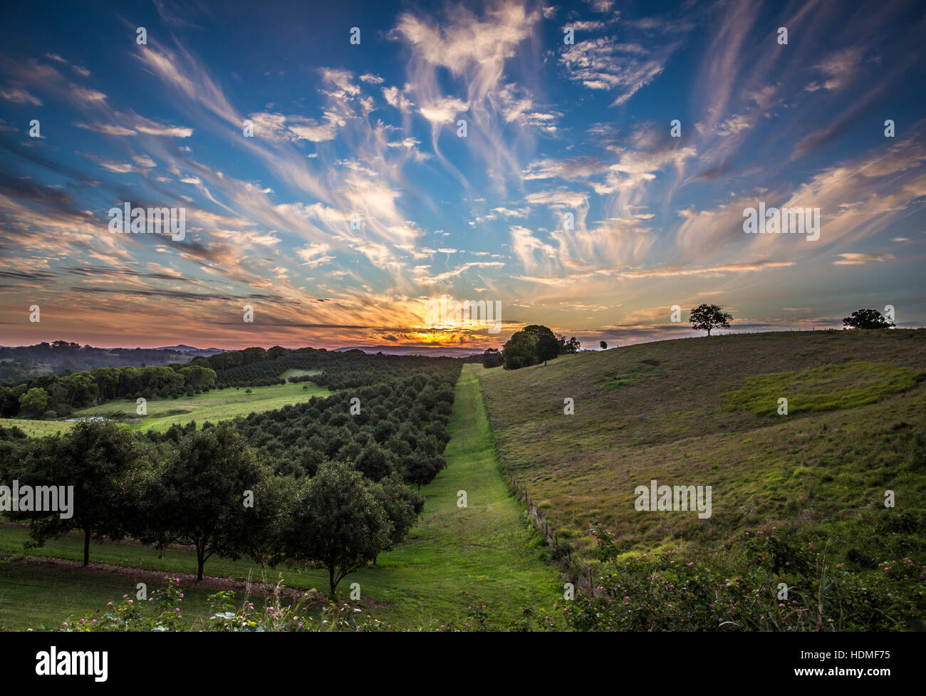 Sunset over a macadamia farm and pasture Stock Photo - Alamy