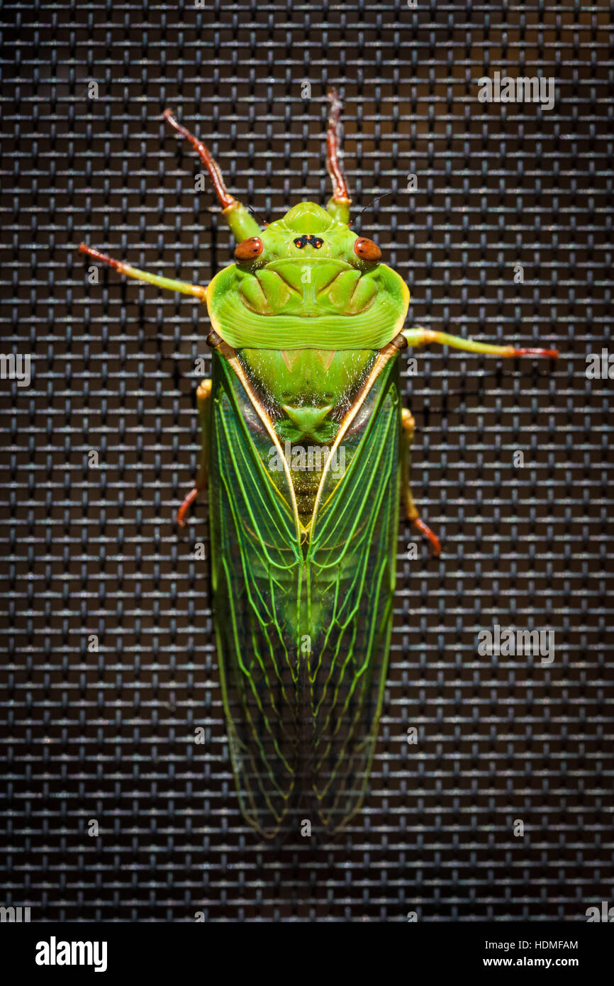 The Green Grocer Cicada smiling - one of the loudest insects in the ...